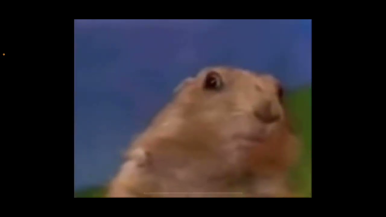 OMG😱😱😱 DRAMATIC SQUIRREL 😱😱#meme#epic#drmatic - YouTube
