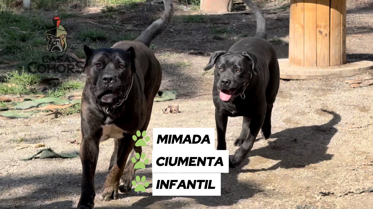 Como é meu Cane Corso?- Megan - YouTube