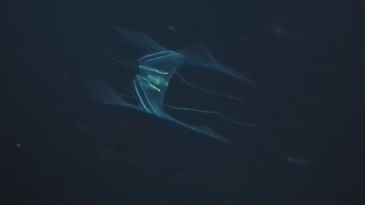 2017 Pelagic Magic Dive - YouTube
