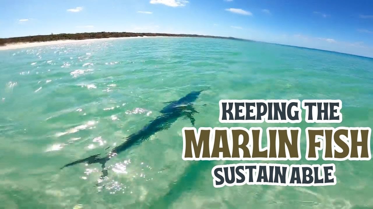 World ocean day edition. How To Keep The Sustainable Marlin Fishing For ...