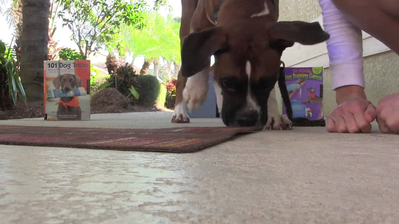 Spark Trick #1 Wipe Your Paws - YouTube