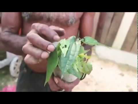 MOP Papua tentang daun bungkus - YouTube