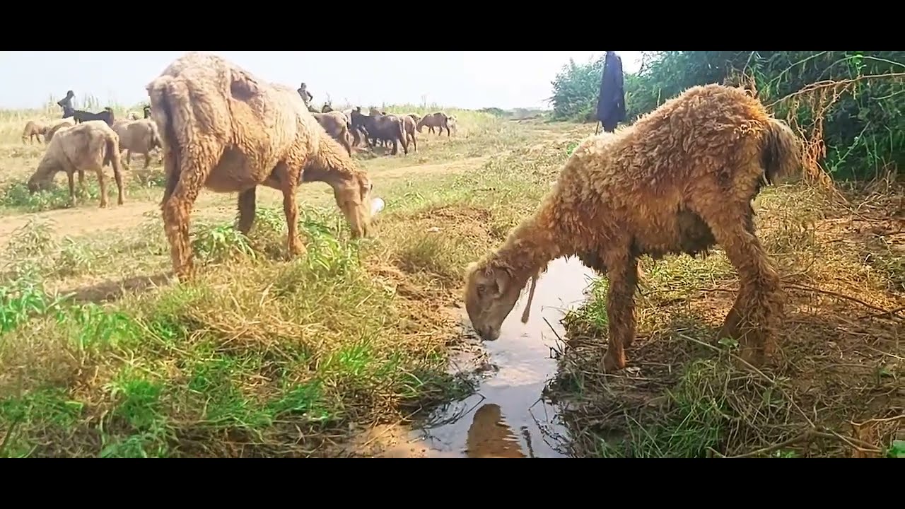 Sheep The Mammal | Season 01 Episode 02 | Exploring the World of Sheep ...