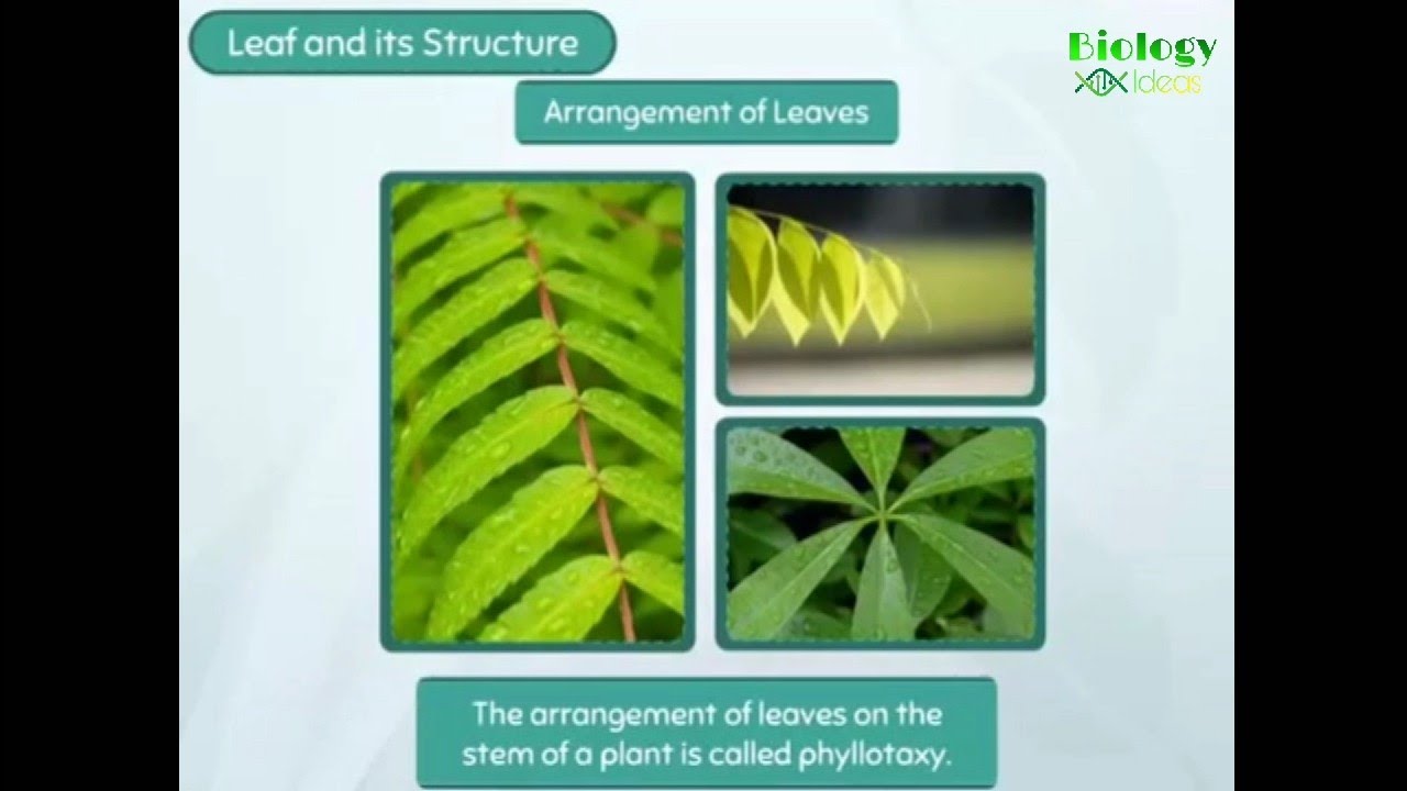 Structure Of Leaf Biologyideas YouTube Structure Of Leaf Biologyideas YouTube