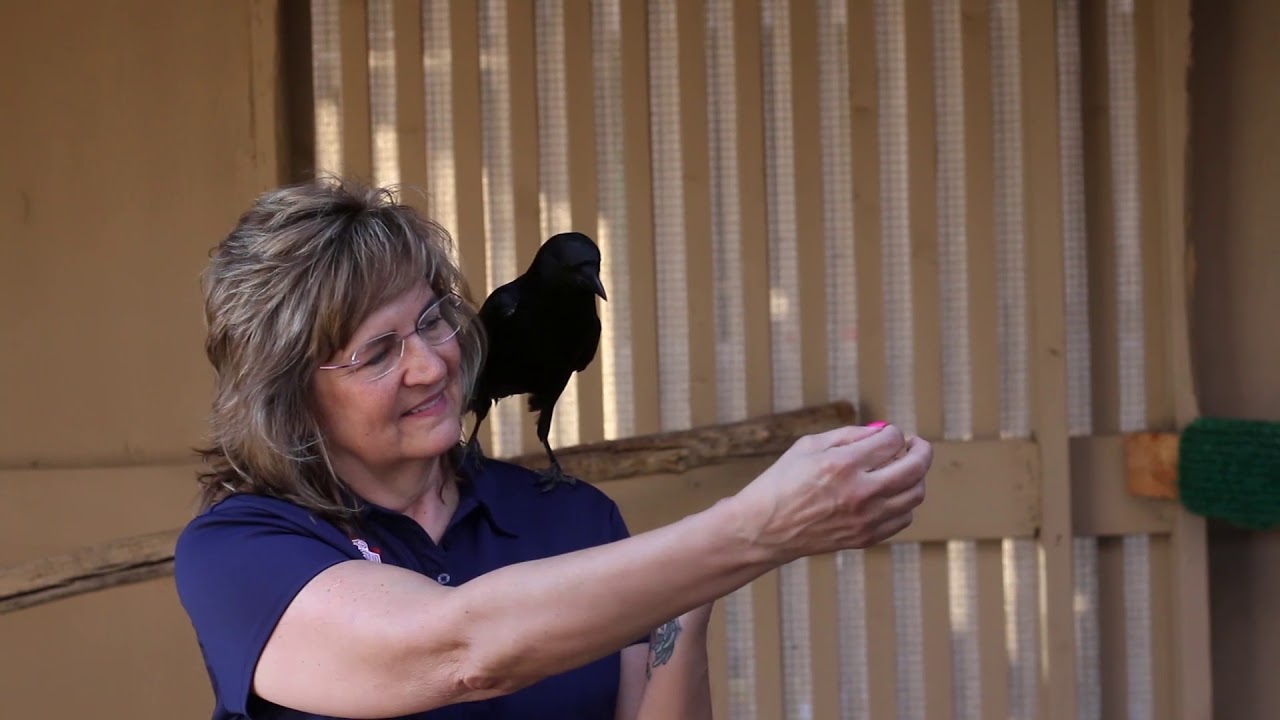 Liberty Wildlife trainer Belinda with Azul, an American Crow - YouTube