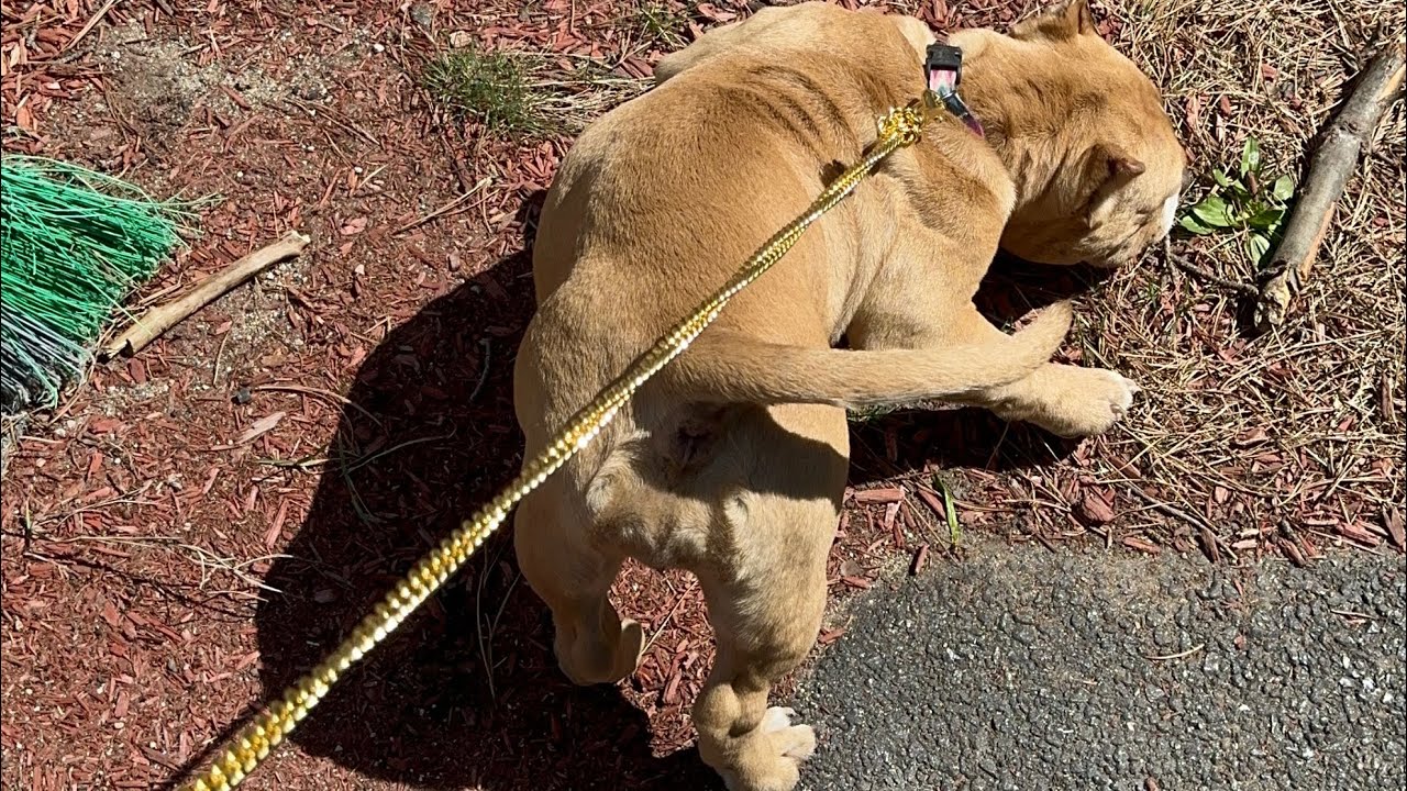 The Untold Story: The Face Behind Boston Bully Kennel - YouTube