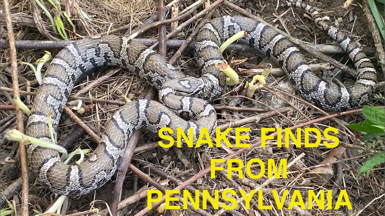 Snake finds from Central Pennsylvania in 2024 ( 10 species found ...