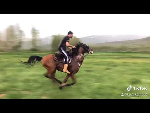 Arabian Horse Hünkâr