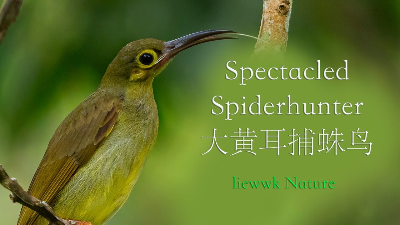 Spectacled Spiderhunter, 大黄耳捕蛛鸟, 大黃耳捕蛛鳥, Arachnothera flavigaster, オオキミ ...