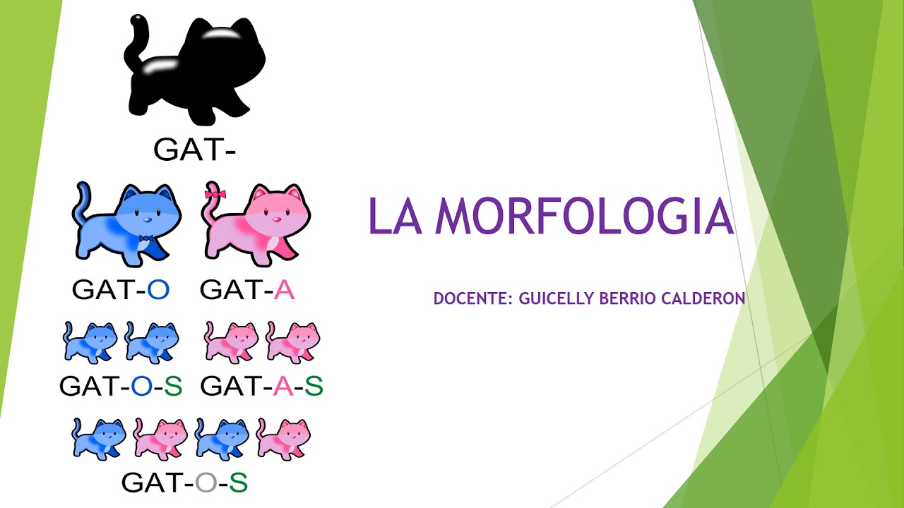 LA MORFOLOGIA - YouTube