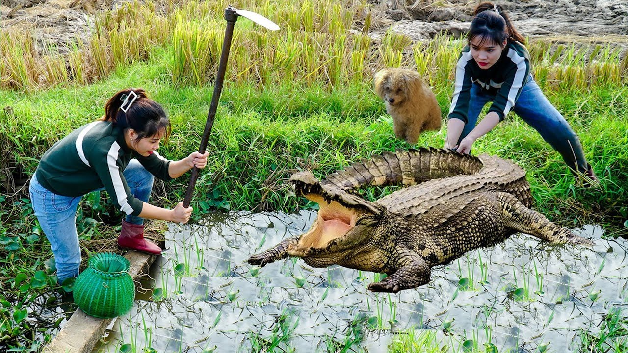 BAD DAY on the FARM - GIANT CROCODILE Attacks - Harvesting SNAILS ...