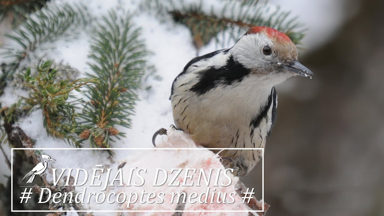 Putni / Birds : VIDĒJAIS DZENIS / Dendroceptes medius /. Ziema. Sniegs ...