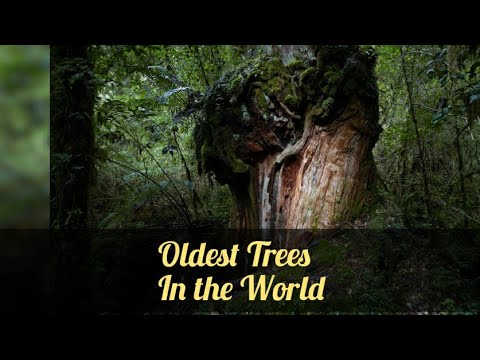 Top Most famous Still Living Oldest Trees |Oldest Tree |Still Living ...