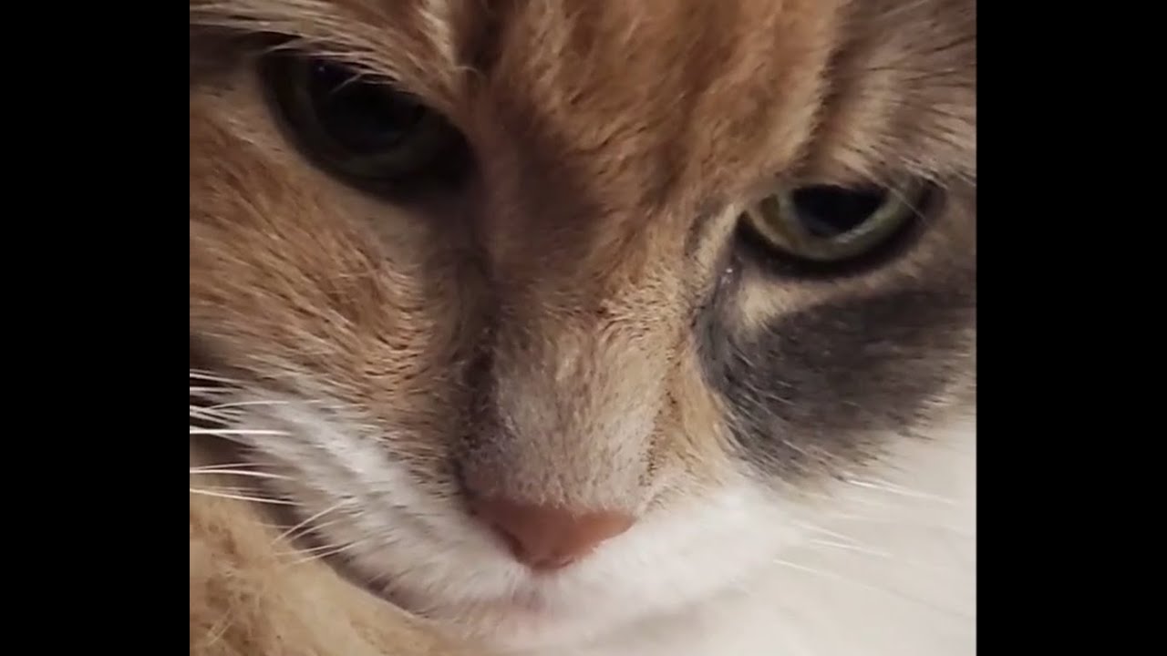 unimpressed cat - YouTube