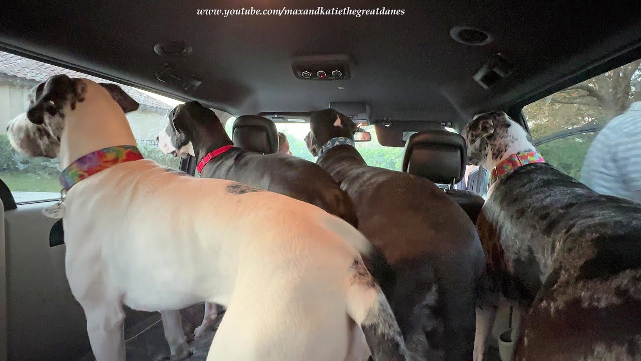 Back Seat Mini Van Riding With 5 Funny Leaning Great Dane Passengers ...