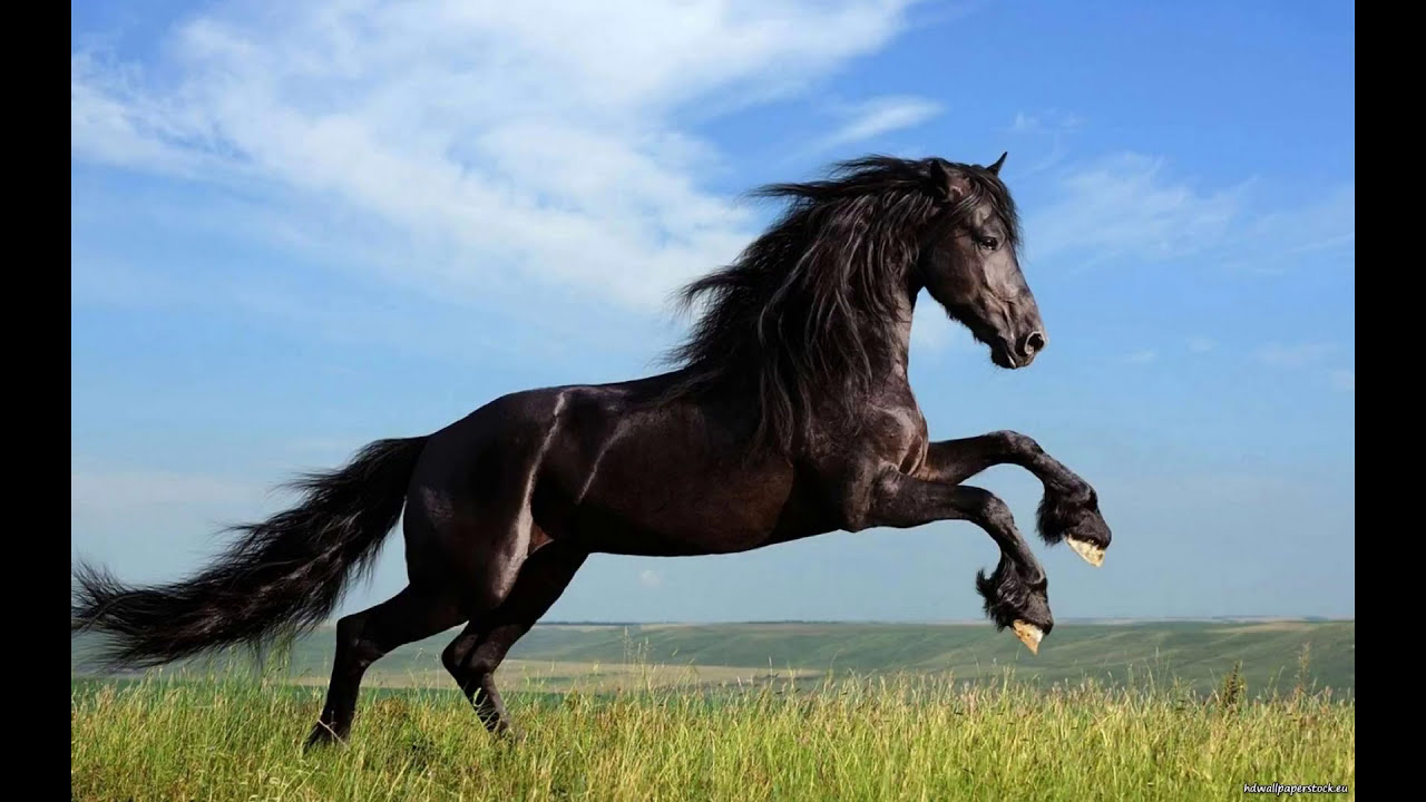 Îmblânzirea calului Muzica&Voce:Vasile Bulicanu Versuri: Anghel Mora ...