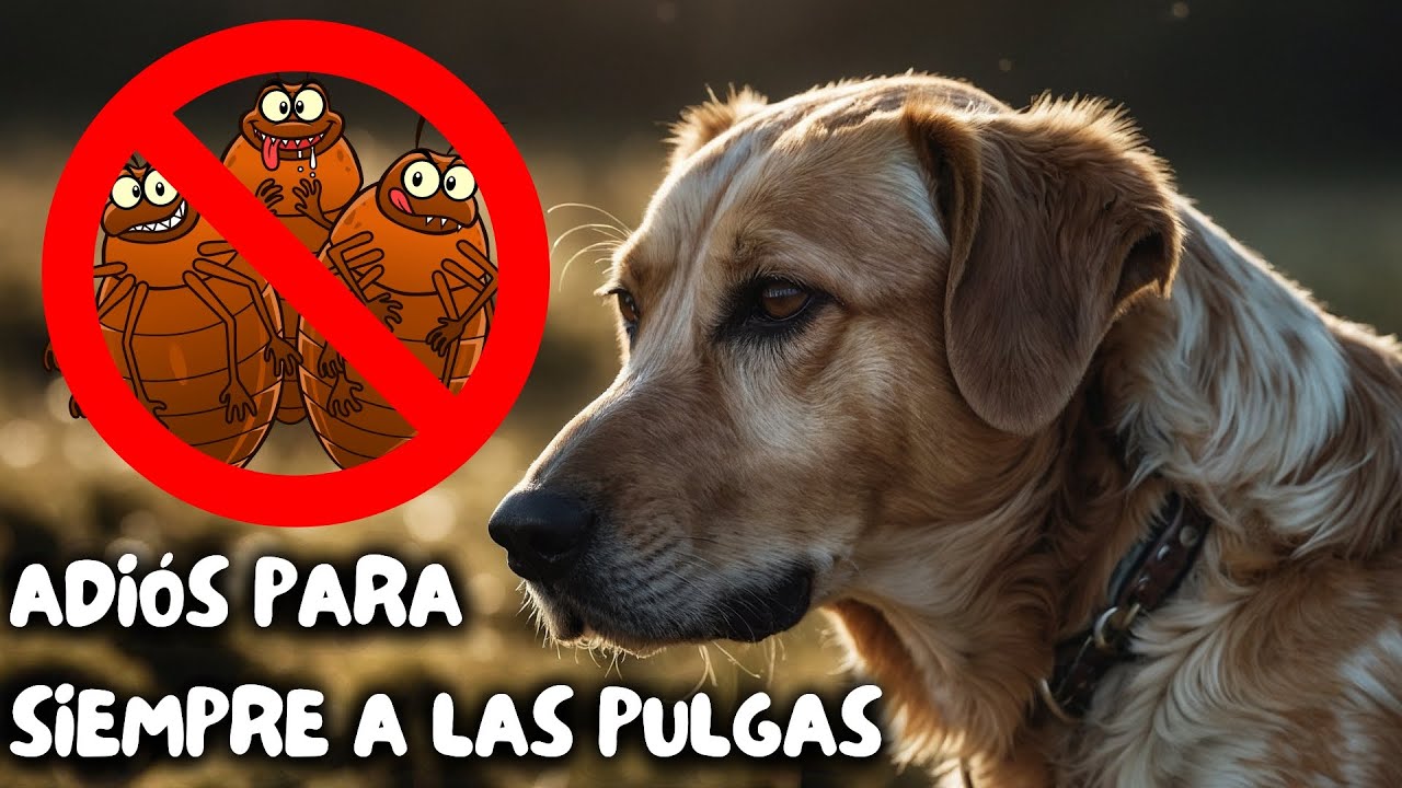 Se Acabaron las Pulgas con estos 4 Remedios Caseros que son Infalibles ...