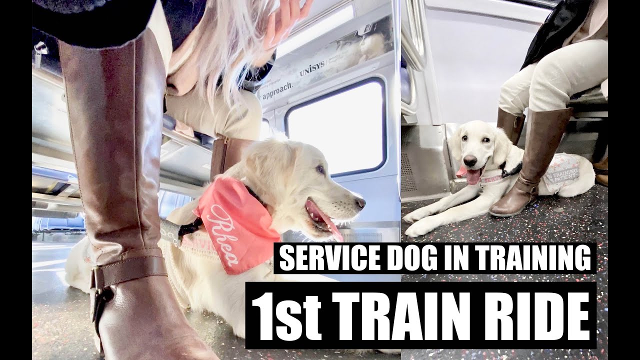 Service Dog Training Vlog First Metro : Train Ride - YouTube