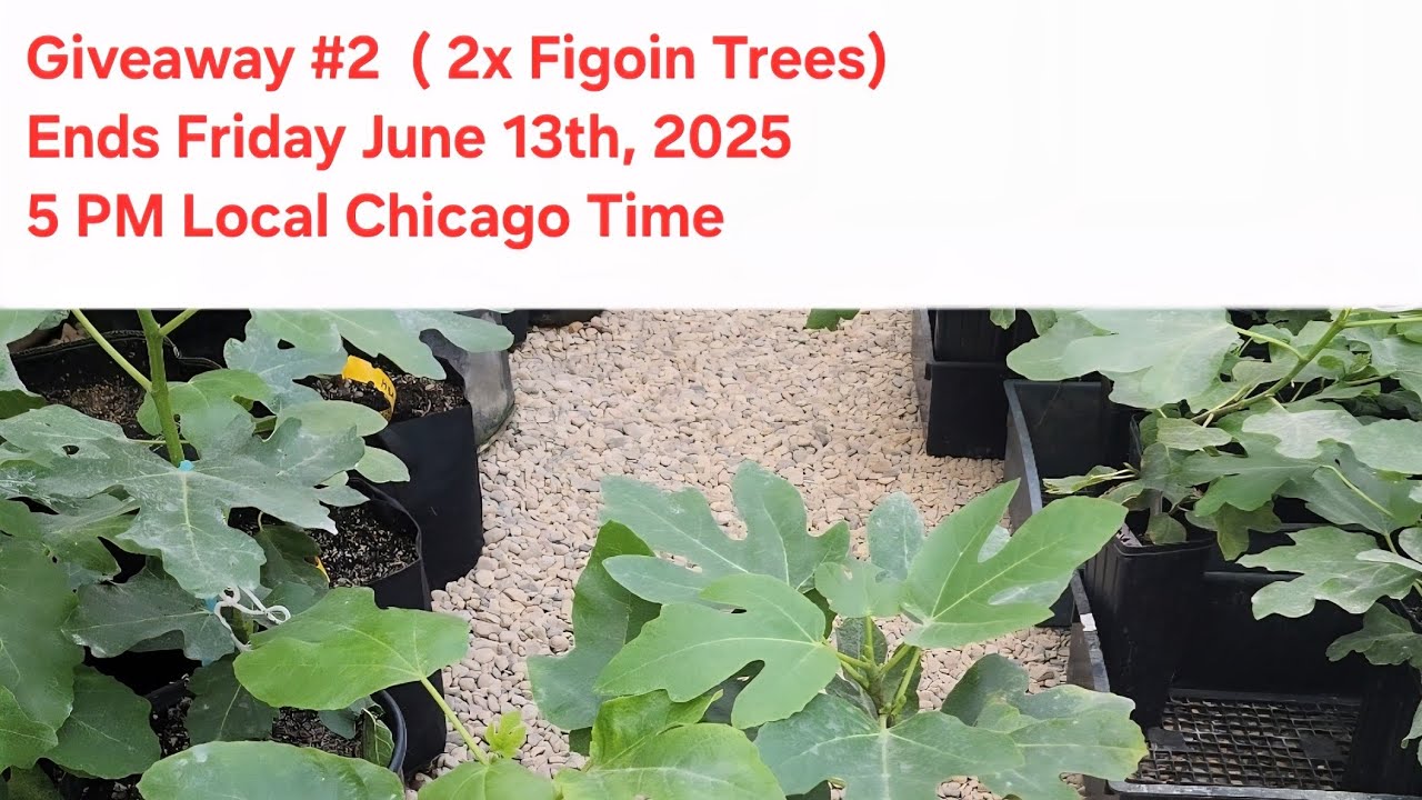 Fig Season 2025 Appreciation Giveaway #2 Two Figoin 🇮🇹 ( Ends June 13th ...