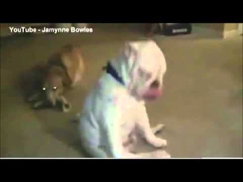 English Bulldog Headbanging to Cannibal Corpse - YouTube
