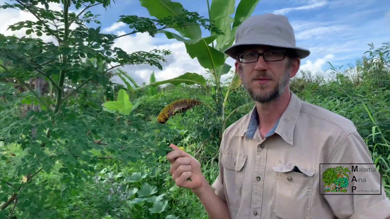 Easy & Long Lived Greens & Vegetables Class Preview. Tropical ...