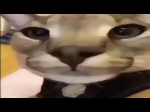 Big Floppa Orders the Travis Scott Meal at McDonalds - YouTube