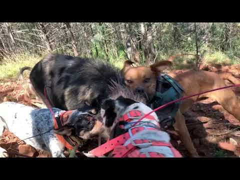 Pig chasing australia 2020 - YouTube