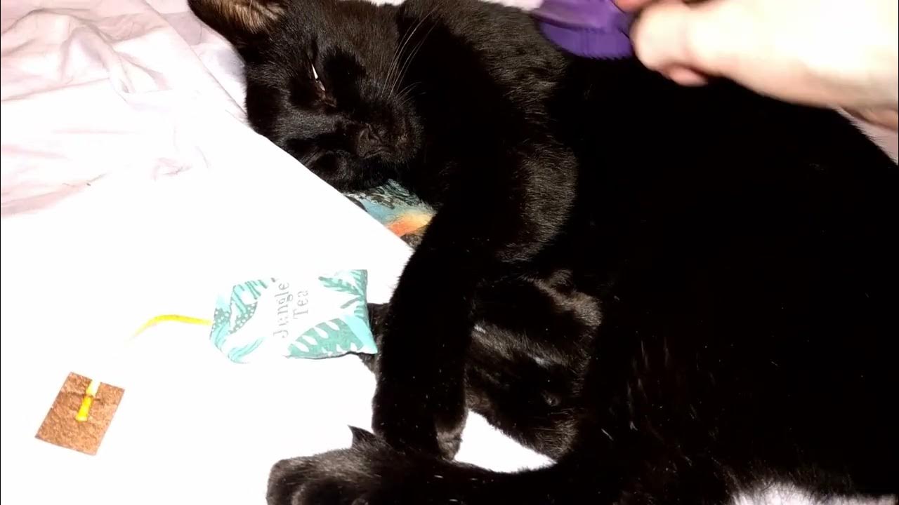 Lazy Sunday for Bo? More Like Catnip Stupor Sunday - YouTube