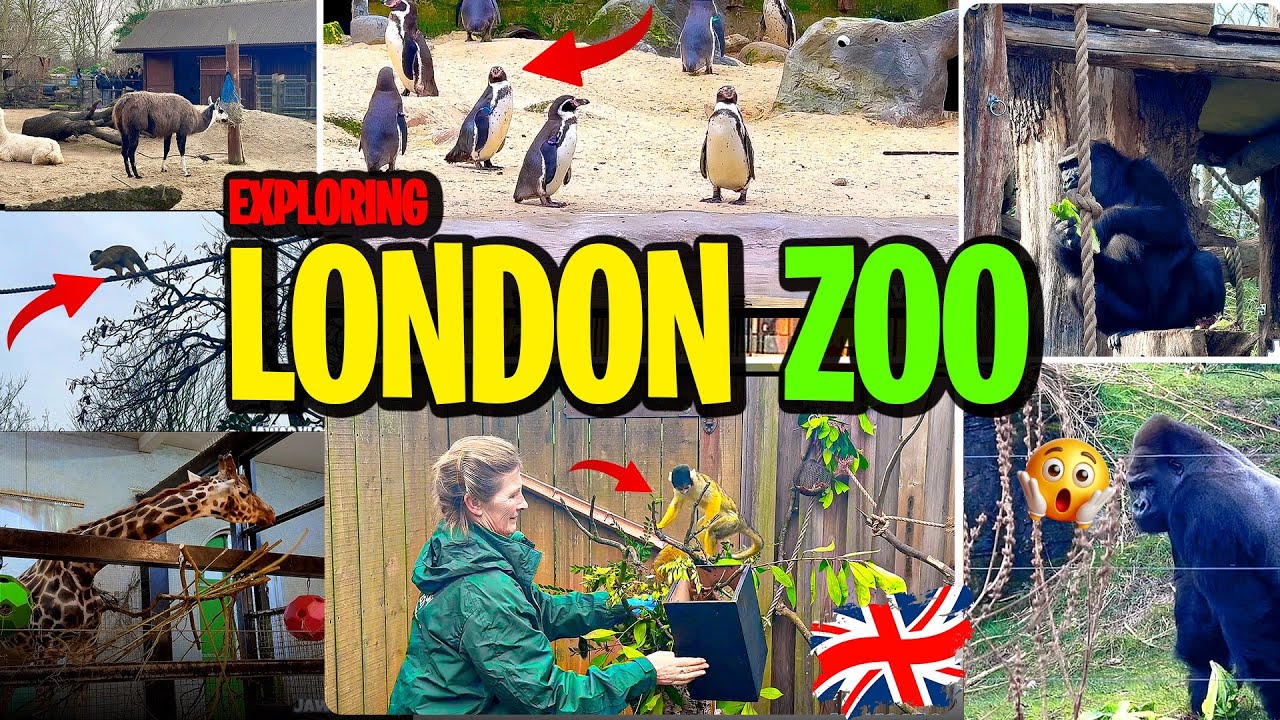 London Zoo Tour & Walk 🦁 | Explore Wildlife in the Heart of London ...