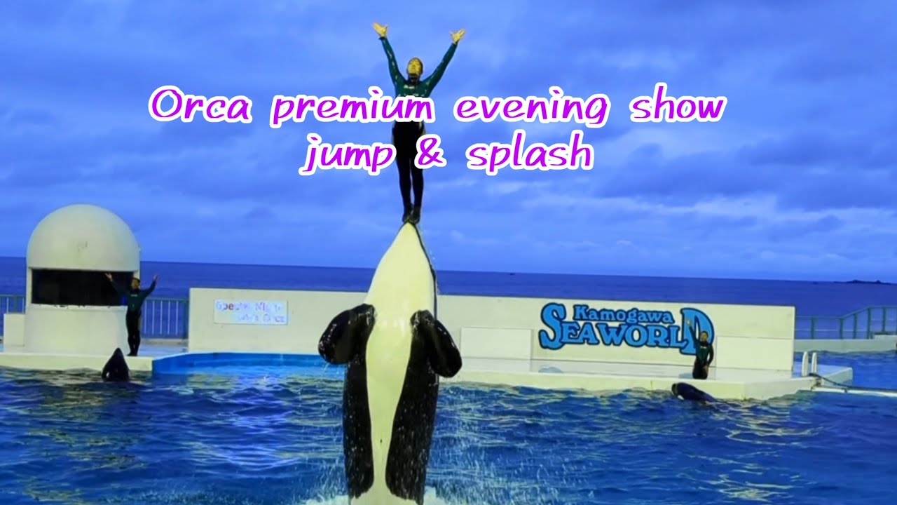 Orca premium evning show 4k ver #seaworld #鴨川シーワールドシャチショー #killerwhales - YouTube