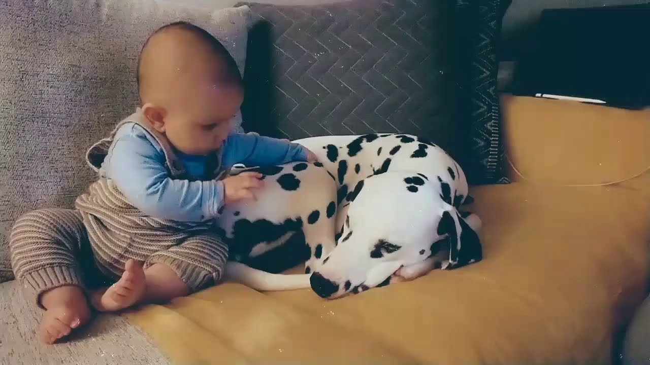 DALMATIAN AND HIS HOOMAN BABY BROTHER! - YouTube