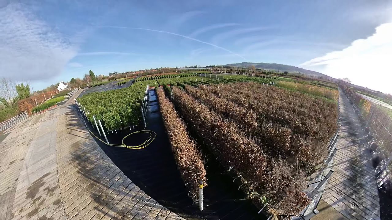Hornbeam ReadyHedge Readybags - 160-180cm tall hedging - Autumnal - YouTube