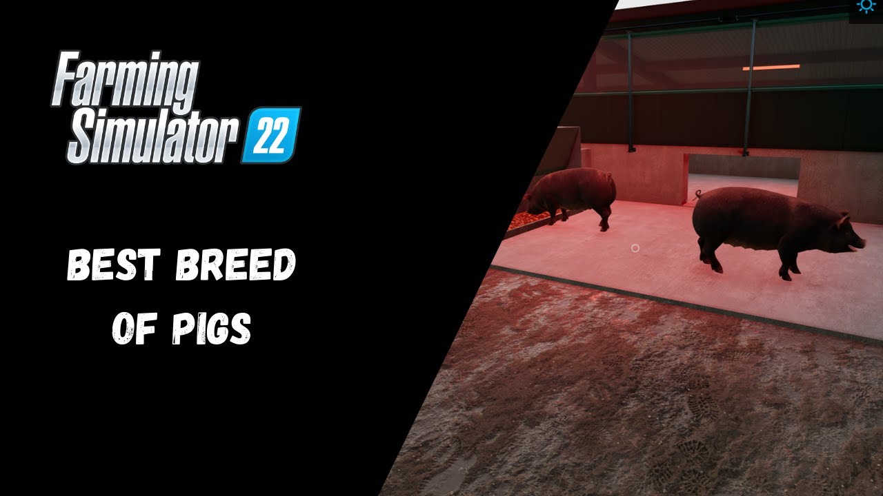 FS22 - Best Breed Of Pigs - Farming Simulator 22 - YouTube