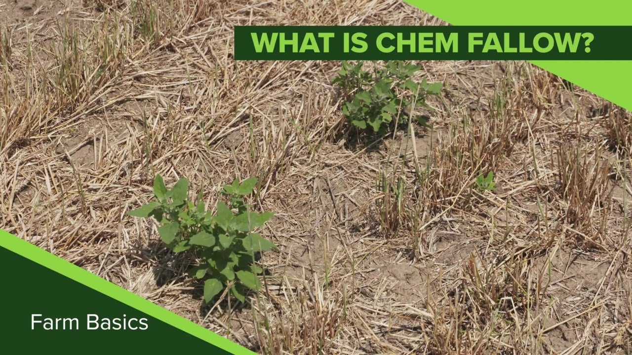 Farm Basics #1104 Chem Fallow (Air Date 6-2-19) - YouTube
