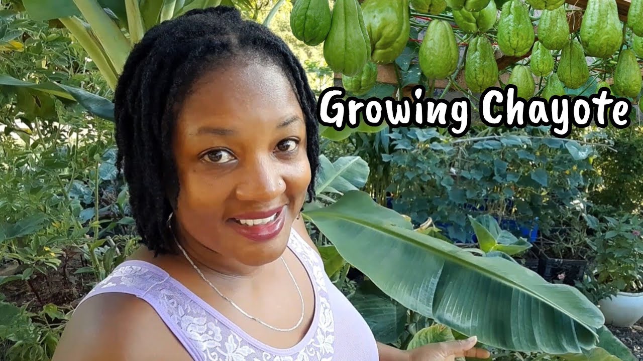Growing Chocho/Chayote In A Container || Update! We're aiming for ...