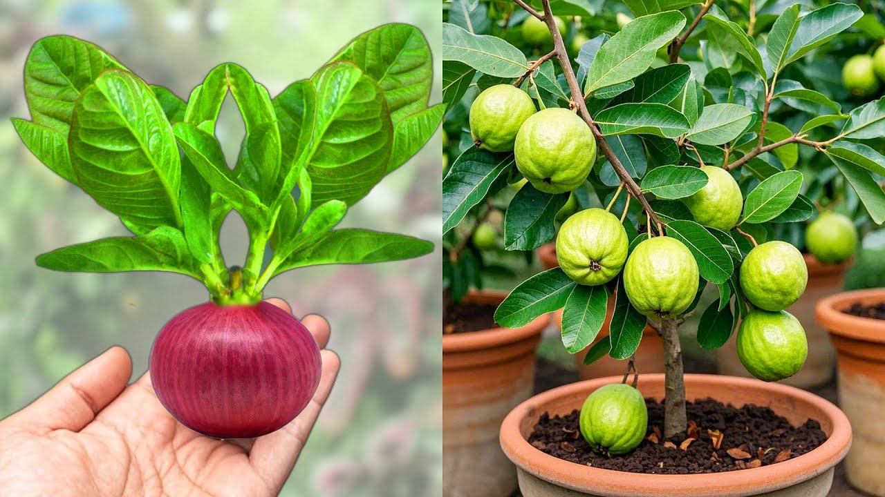 🌱Startling! Growing guava trees with this method will accelerate root ...