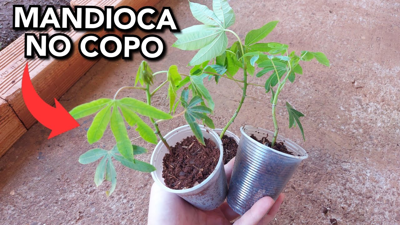 Como plantar MANDIOCA para PRODUZIR + RÁPIDO e FÁCIL - YouTube