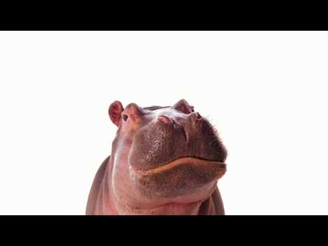 YouTube- NOUVELLE Pub TELUS Â« Hippo Réseau 3G+Â».mp4 - YouTube