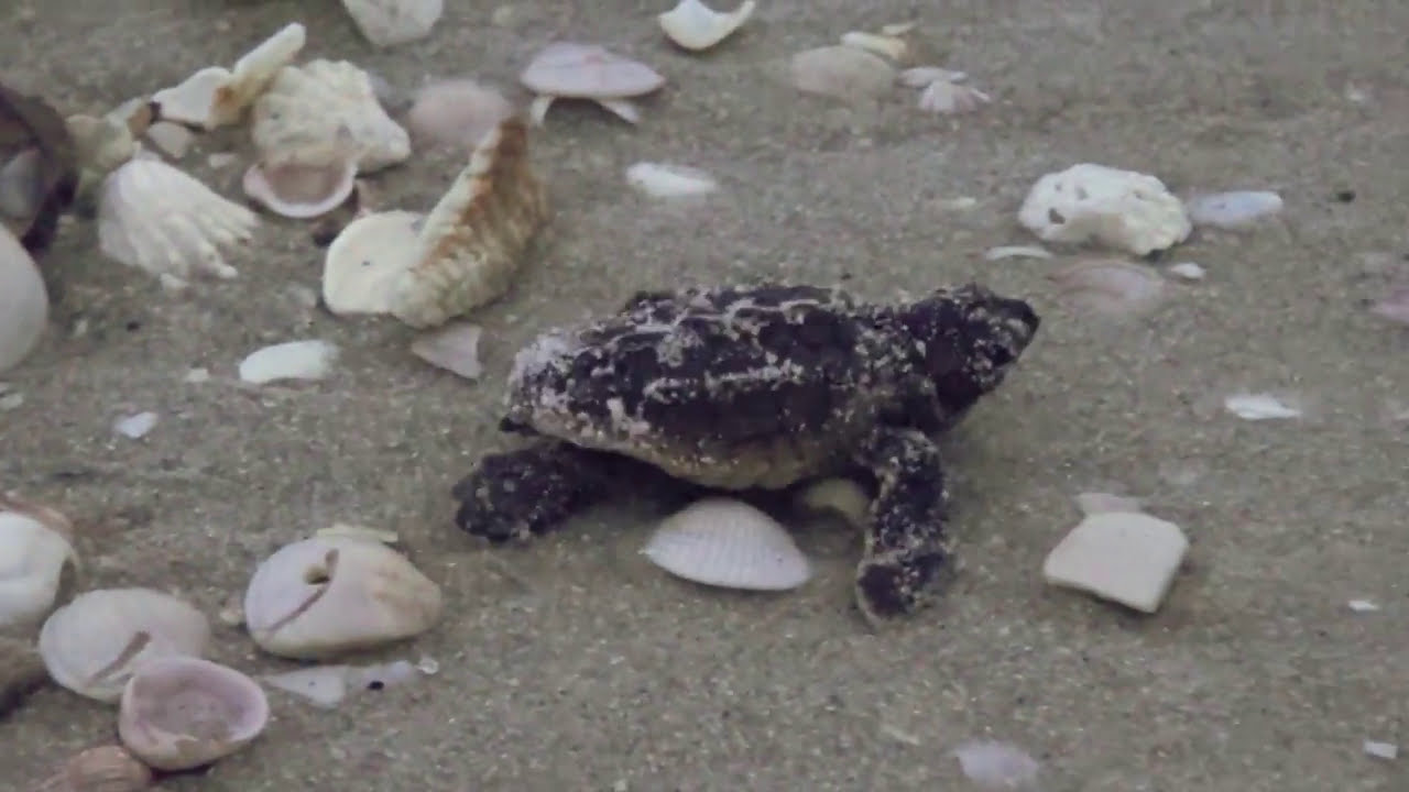 Rescued Loggerhead Sea Turtle Hatchlings Being Released - YouTube
