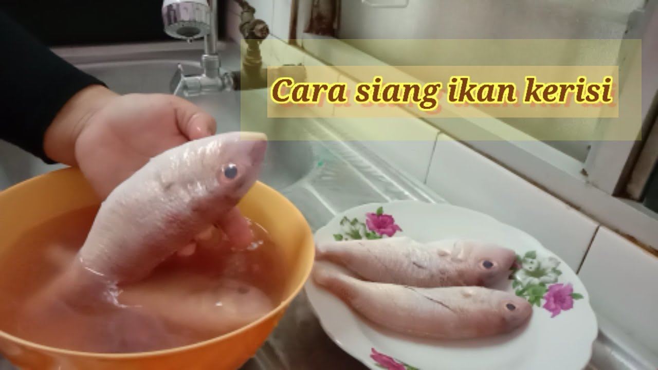 Cara menyiang ikan kerisi dengan betul - YouTube