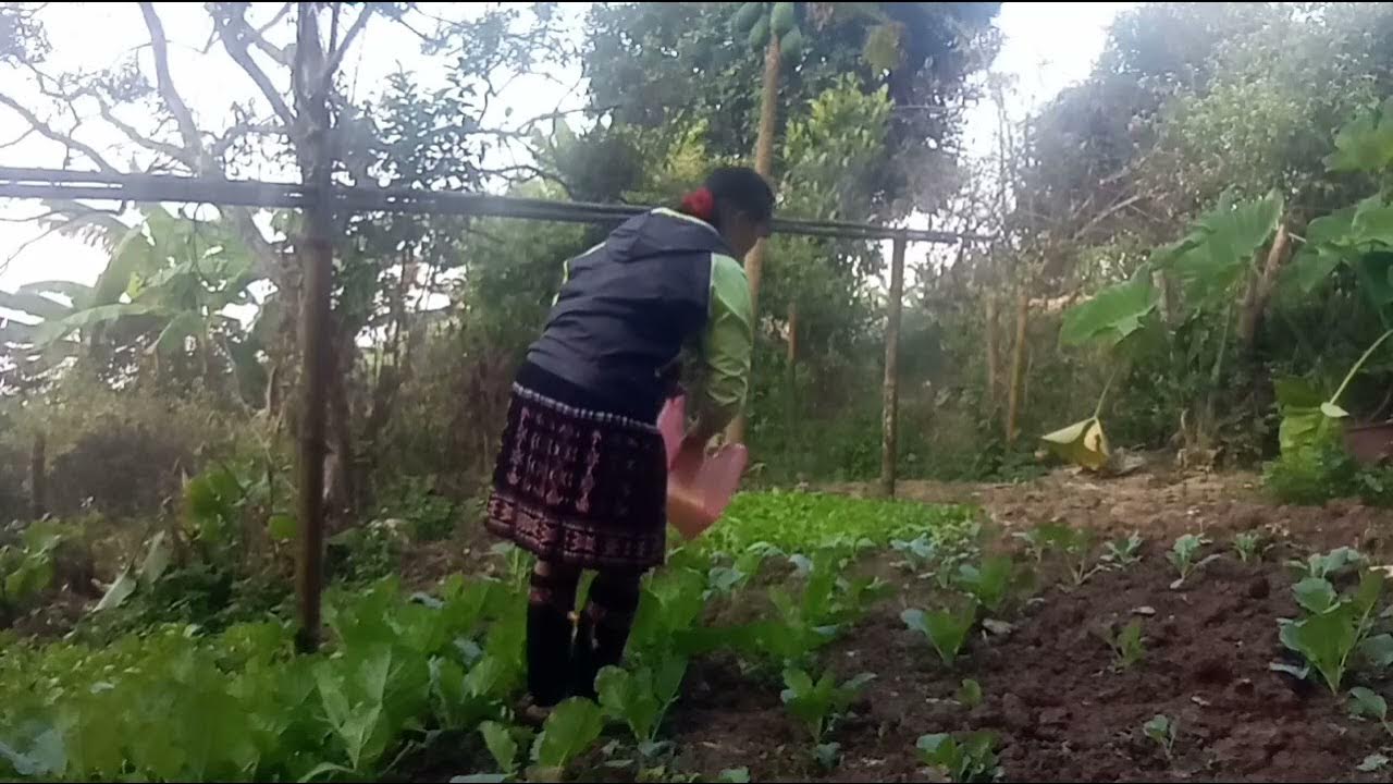 tag kis no kuv sawv ntxov cuab mov noj nawb - YouTube