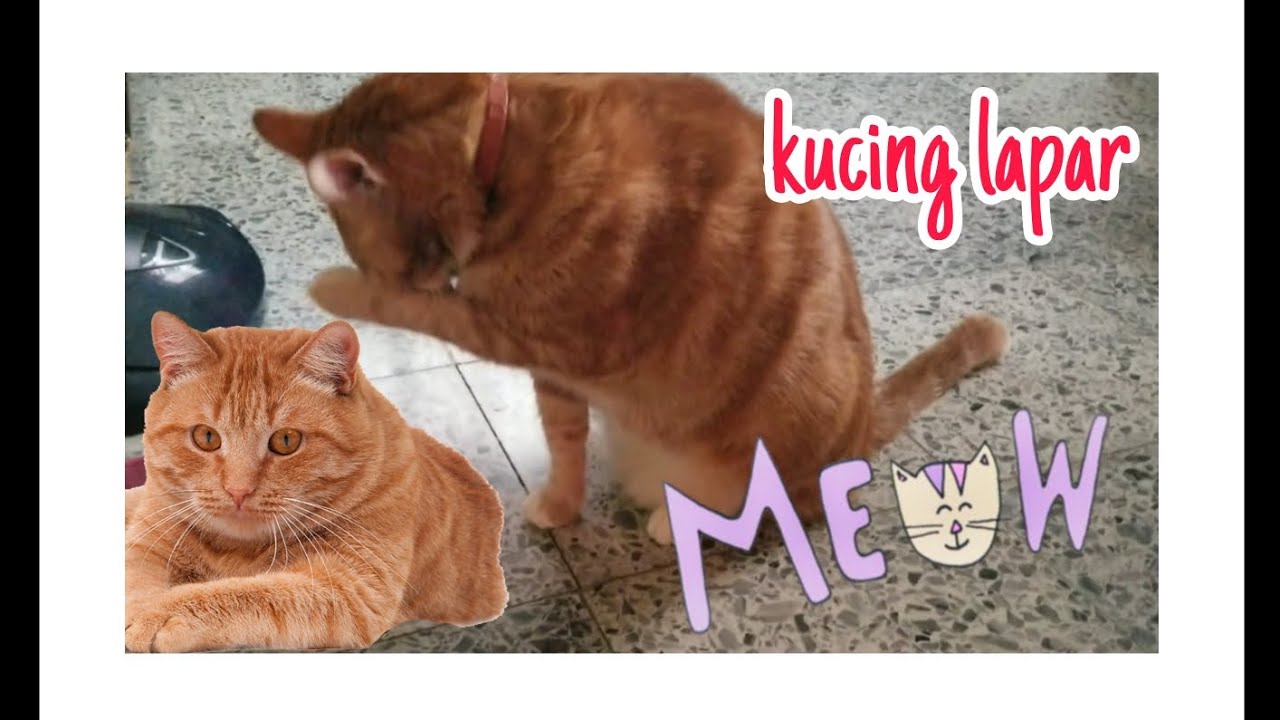 KUCING LAPAR @Gendiss_Wuyung - YouTube