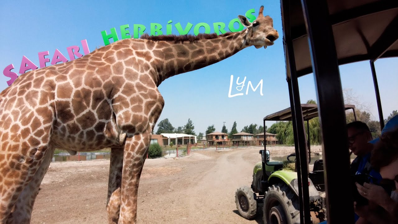 Safari de Herbívoros, recorrido completo | Parque Safari, Rancagua ...