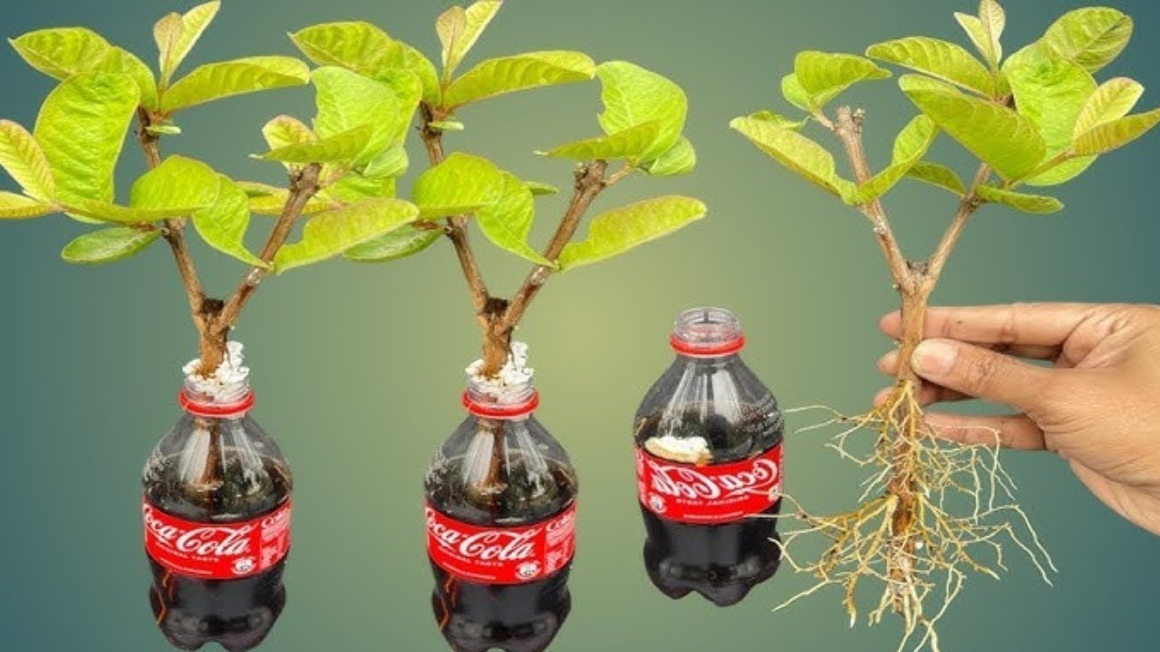 Propagate guava with coca cola bottle, extremely strong growth - YouTube
