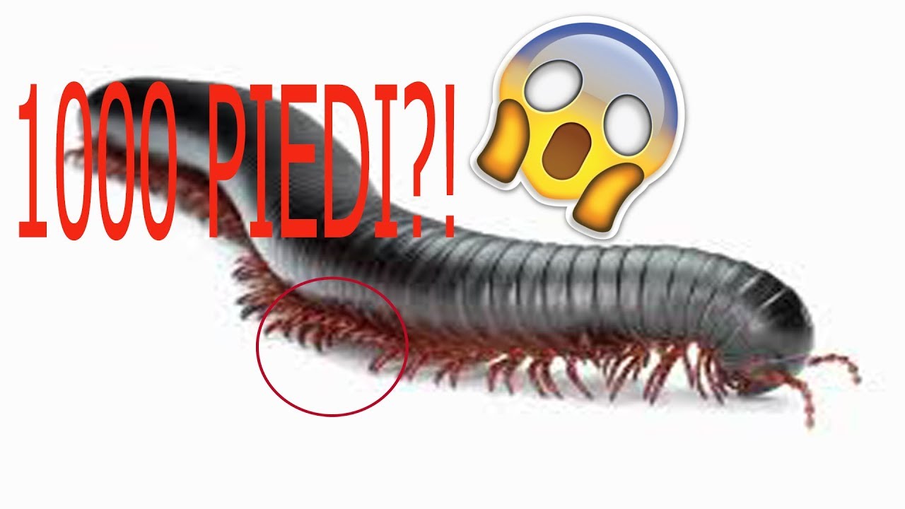 Quanti Piedi Hanno I Millepiedi YouTube quanti-piedi-hanno-i-millepiedi-youtube