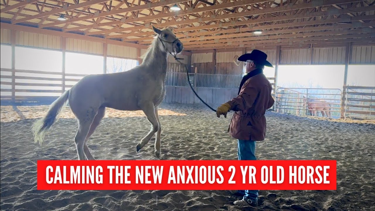 D/C Calming The Young Anxious and Troubled Horse - YouTube