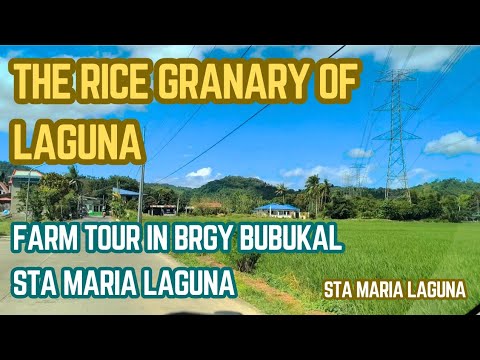 FARM TOUR IN STA MARIA LAGUNA 4 HECTARES FARM LAND WITH LITS OF FRUIT ...