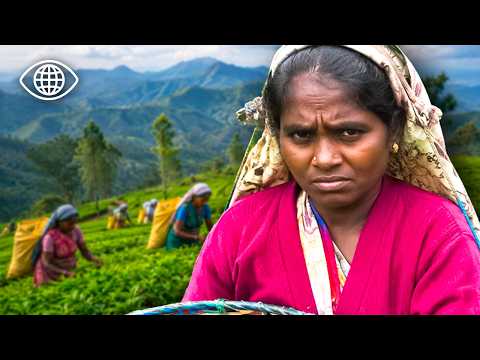 Sri Lanka: Efsanevi Seylan Çayının Gizli Rotası ⎮Dünya Belgeseli⎮AMP