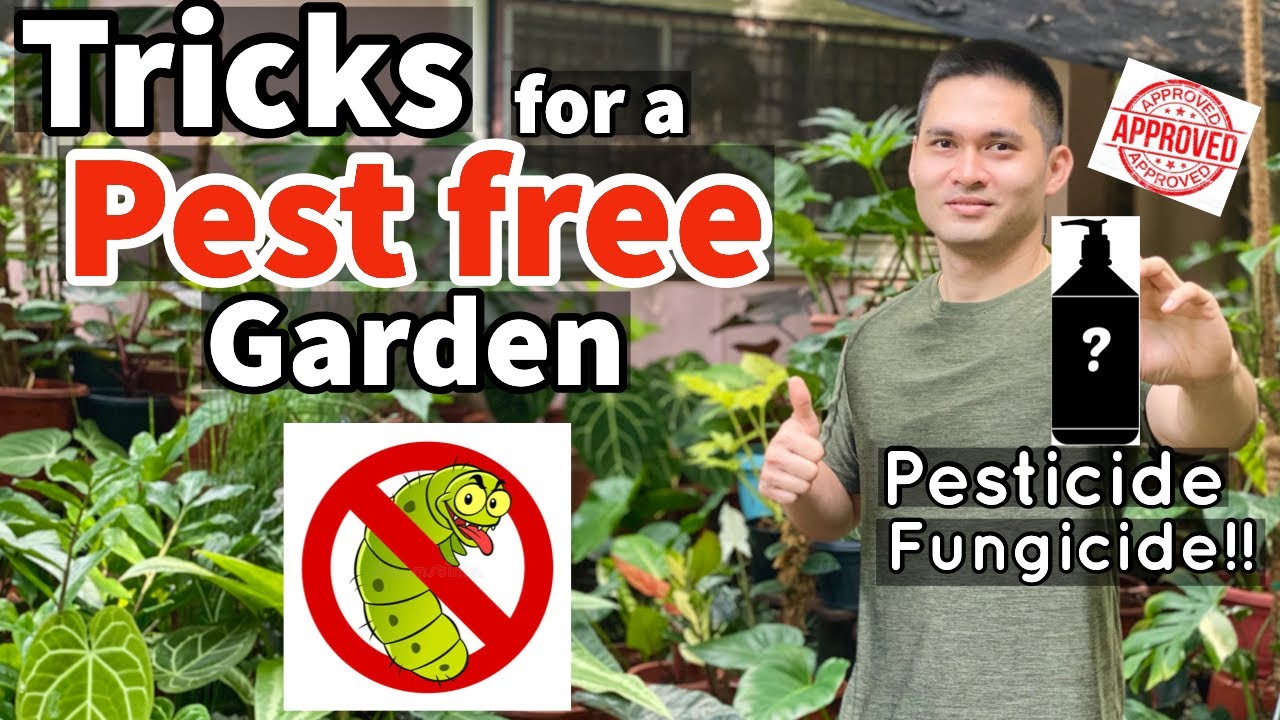 EPEKTIBONG PANTABOY AT PAMUKSA NG MGA PESTE SA HALAMAN | HOW TO ACHIEVE ...