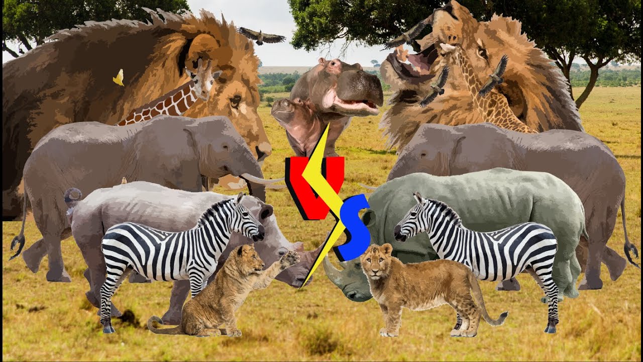 Wildlife Animals vs their own in 4k - YouTube